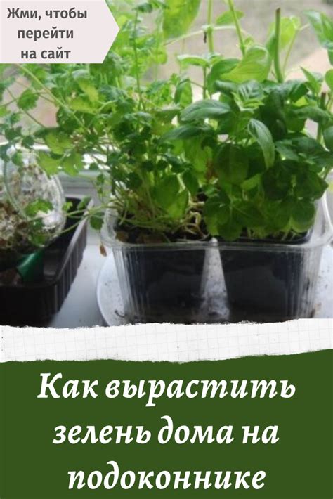 Как вырастить зелень дома на подоконнике Сад и огород Постила