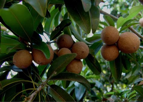 Sabía que la palabra chicle tiene su origen en los mayas Conozca la historia del árbol de