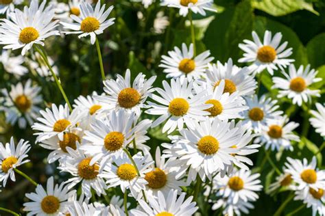 Cichoriaceae 이미지 찾아보기 131 608 스톡 사진 벡터 및 비디오 Adobe Stock