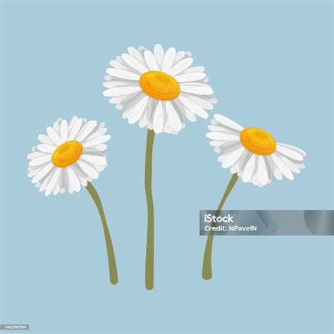 Chamomile Bunga Chamomile Di Batangnya Bunga Aster Dengan Gaya Kartun Tanaman Obat Ilustrasi
