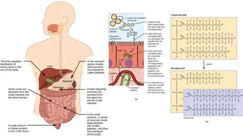Myocardium Definition Structure Functions Biology Notes Online