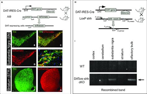 Da Neuron Specific Gene Recombination Mediated By The Datcre Mouse Download Scientific Diagram