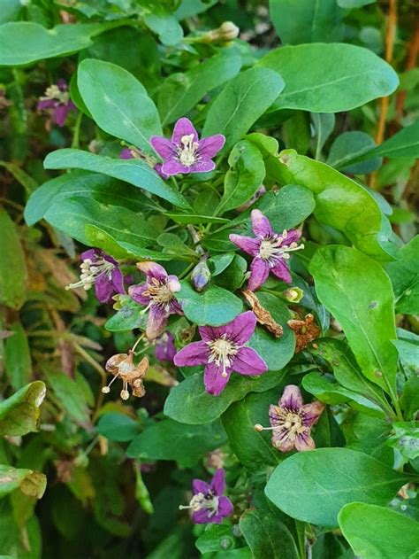 구기자나무 꽃과 열매 꽃말은 희생 구기자 효능 Goji Berry 고지베리 네이버 블로그
