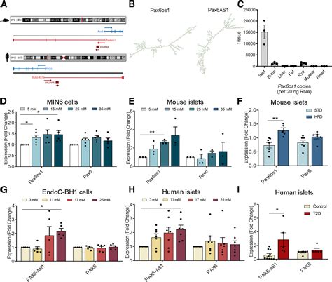 Roles For The Long Non Coding Rna Pax6os1pax6 As1 In Pancreatic Beta