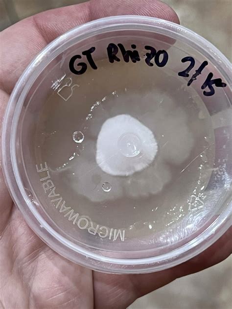 Wtf Is This Contamination And Coming From Mushroom Cultivation