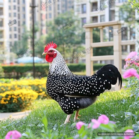 Ai创作图贵妃鸡贵妇鸡 金芦花公鸡 大黑布公鸡 金牌芦花鸡 仿真公鸡 岭芦花鸡 宫廷贵妃鸡 母鸡模型雕塑 状元芦花鸡 玩赏性鸡种 芦花大公鸡 芦花鸡母 芦花老公鸡 胶东大公鸡 贵妃走地鸡