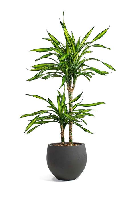 Buy Dracaena Fragrans Rikki Lush Houseplant For Uae Homes