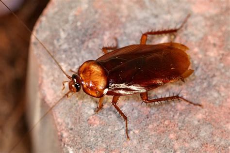 Cockroach Control Bunbury White Ant Jack Pest Control