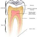 What Is The Difference Between Secondary Dentin And Tertiary Dentin