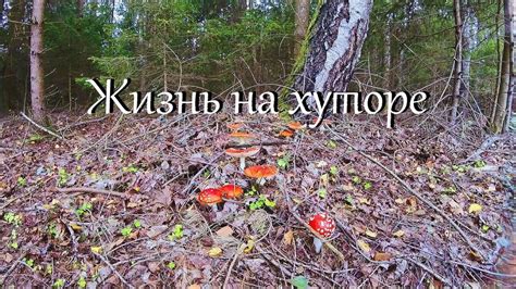 Отдых не удался Жизнь на хуторе Youtube