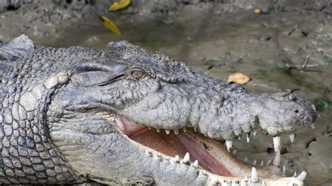 Croc Attacks Man In Far North Qld Au — Australias Leading