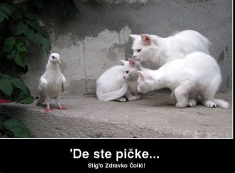 Bez Psovanja Picka Ti Materina