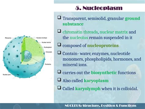 Nucleus Pptx Cell And Cell Biology Pptx