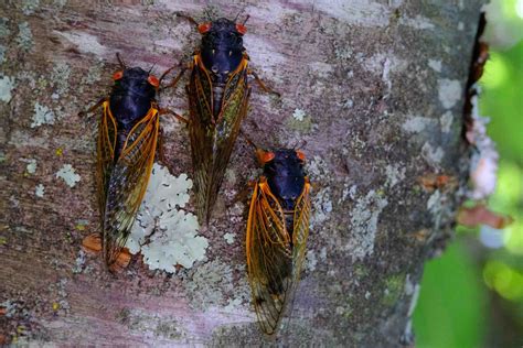How To Effectively Get Rid Of Cicadas Mean Green Pest Pros
