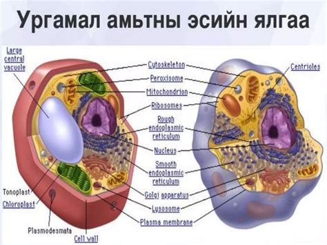 эсийн бүтэц Pptx