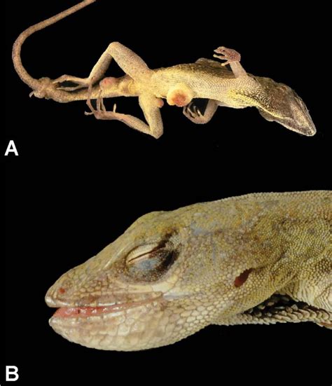 Multisystemic Enterococcosis In Brown Anoles Anolis Sagrei From Florida Usa