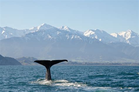 Top 14 des plus beaux endroits naturels de Nouvelle Zélande pvtistes net