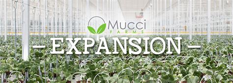 Bert Mucci Joe Spano And Ajit Saxena Of Mucci Farms Talk Expansion Andnowuknow