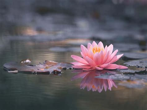 Prestrukturiranje čaker In Revitalizacija Energijskega Sistema Zdravilni Turizem