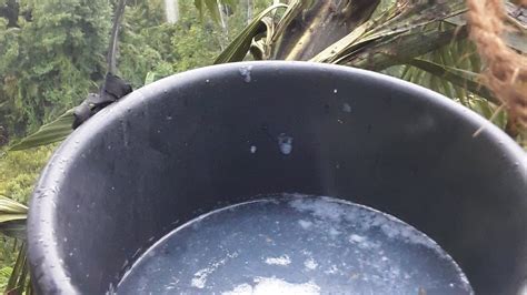 කිතුල් පැණි උණු කරමු නිවැරදිව Youtube