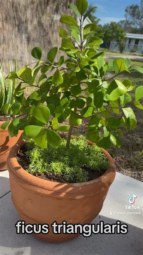 Ficus Triangularis Bonsai Beginners Guide