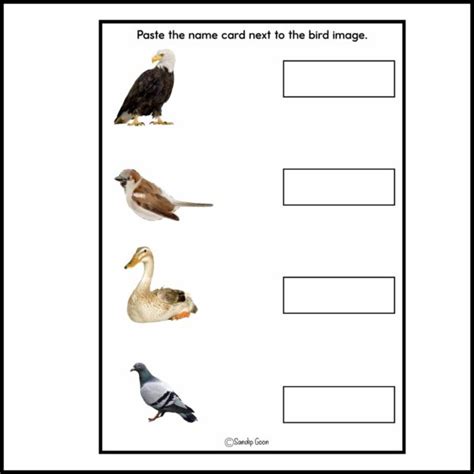 Free Birds Name Identification Worksheets Resource For Teacher Worksheets Library