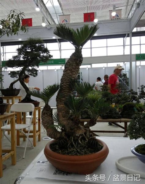 中國風盆景展盆景欣賞 每日頭條