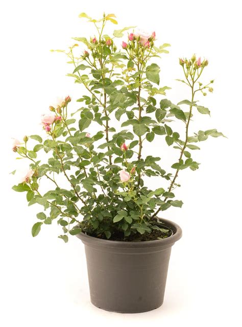 Rose Papi Delbard ® - Rosa Papi Delbard ® günstig kaufen
