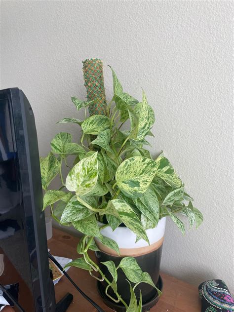 Pothos Wont Root To Moss Pole R Pothos