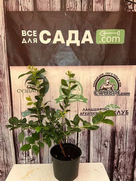 Голубика Ханна Чойс купить - саженец в питомнике с доставкой
