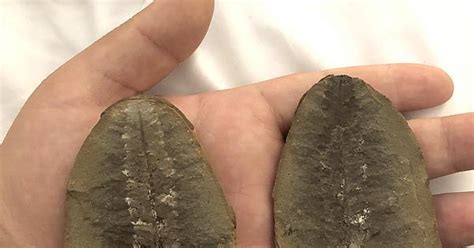 Found My Fossils Earlier Thought I Should Share Album On Imgur