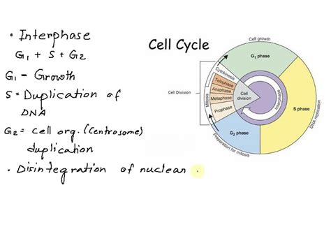 Solved A Dna Synthesis