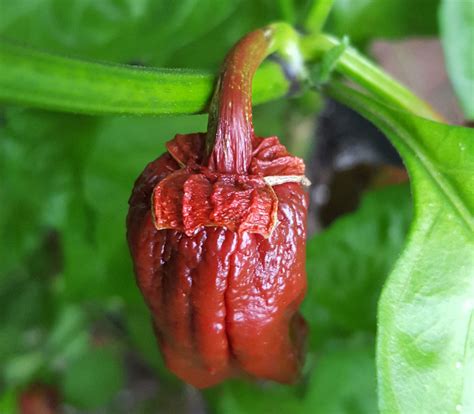 7 Pot Chocolate Bubble Gum Pepper Seeds