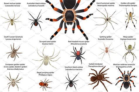 Spiders By Viktoria1703 On Creativemarket Brown Recluse Spider