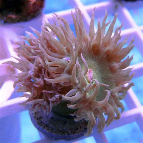 Whisker Coral Frag Duncanopsamma Axifuga Multi Olyp