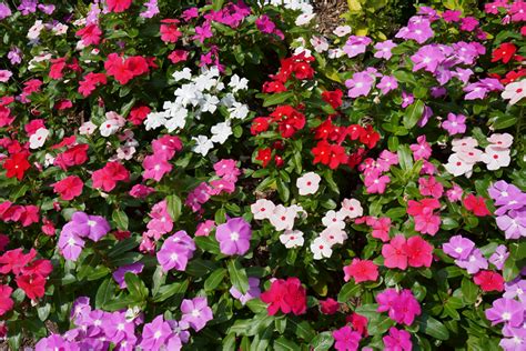 Sunpatiens High Tech Landscapes