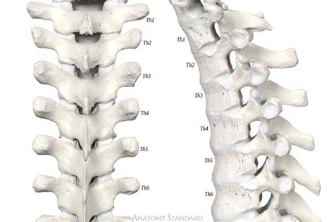 The Posterior And Lateral Aspect Of The Upper Thoracic Spine Demonstrating The Capsular