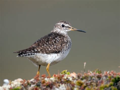 Wood Sandpiper Ebird