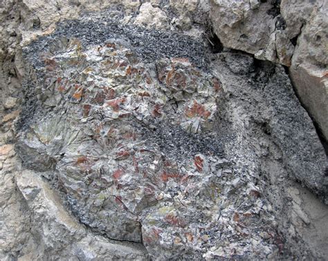 Spherulitic Obsidian In Obsidian Clast Breccia Nez Perce Flickr