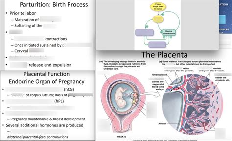 Lec 18 Repro Physiology Of Pregnancy 2 Diagram Quizlet