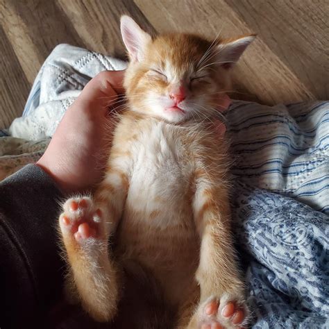 Max Sleeping After Some Face Rubs Rkitten