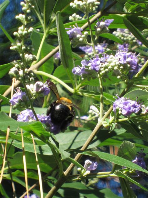 Bumblebee From Behind By Jeweledturtle On Deviantart