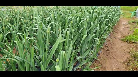 코끼리마늘 자가생산 종구 농사 기록 마늘쫑 올라온다 비 온 후 마늘 성장 상태 이상무 초보농부 홍산마늘 고자리파리 벌레 하나에 놀라 생쇼했다 과유불급 ㅋ Youtube