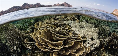 Ocean Acidification More Gloom Than Doom Hakai Magazine