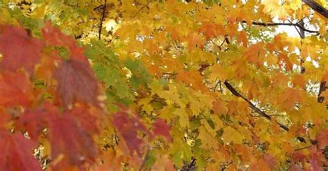 These Are The Cant Miss Roads To See Fall Colors In Michigan
