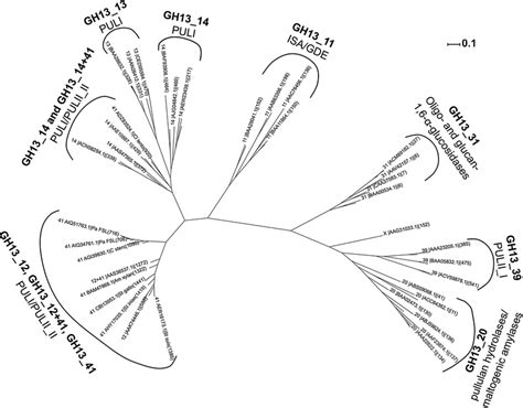 Phylogenetic Tree Including Enzymatically Characterised Enzymes From
