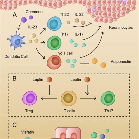 Schematic Representation Of The Adiponectin Isoforms And Signaling
