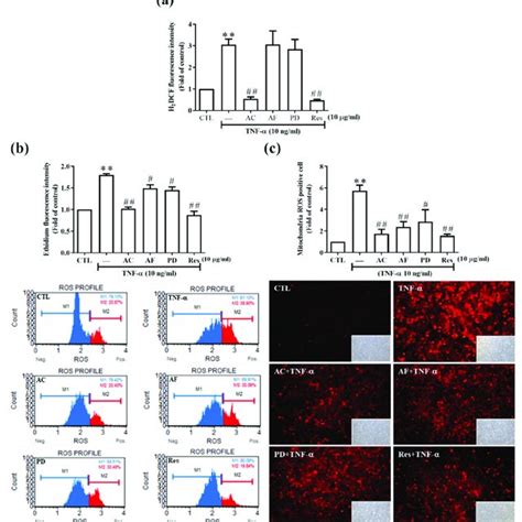Involvement Of Mapks And Nf κb In Tnf α Induced Pro Mmp 9 Expression