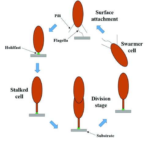 The Cell Cycle Of Caulobacter Crescentus Surface Contact Stimulates