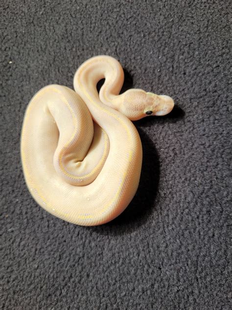 Ivory Het Piebald Ball Python By Jürgen Hochholzer Morphmarket